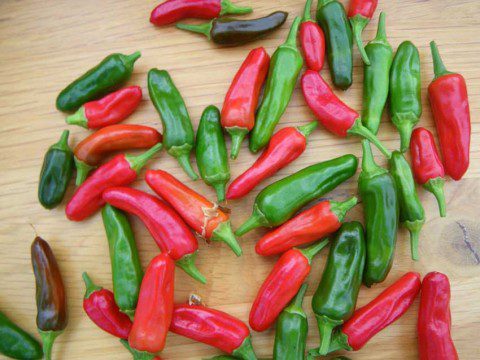 Chilli Crop - A Simple Life of Luxury