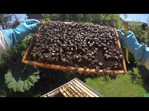 Beekeeping in May - A Simple Life of Luxury