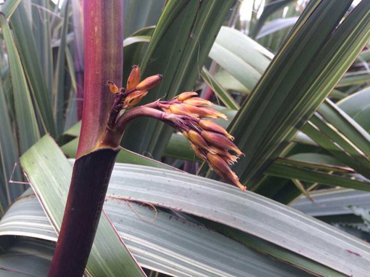 Phormium Flowers - A Simple Life of Luxury