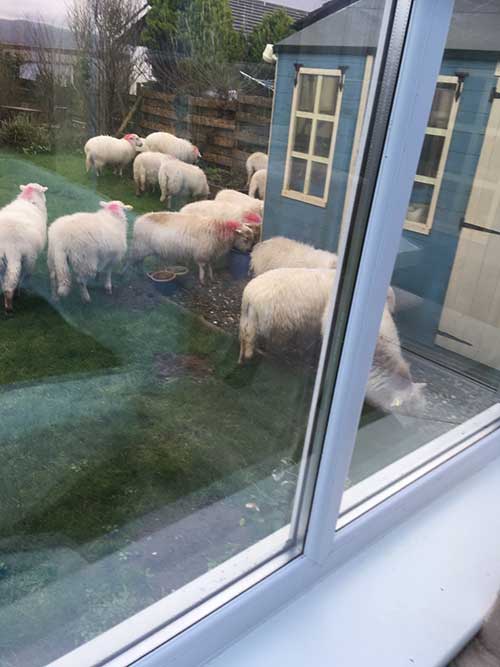 Man vs Sheep - A Simple Life of Luxury