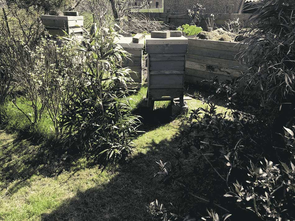 An Apiary Update - A Simple Life of Luxury