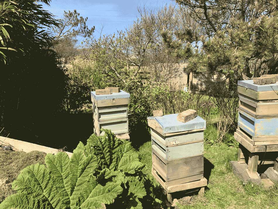 An Apiary Update - A Simple Life of Luxury
