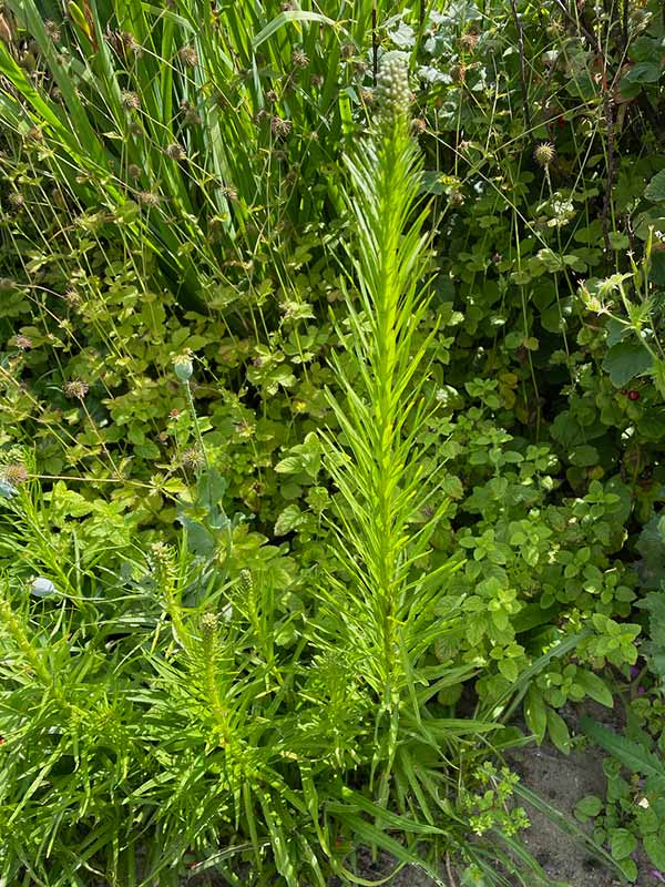 Chilling in the Garden - A Simple Life of Luxury