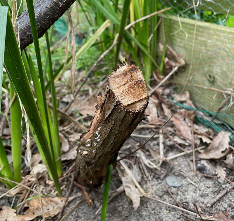 Bonsai - A Simple Life of Luxury
