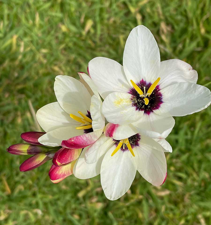 Delicate Flowers - A Simple Life of Luxury