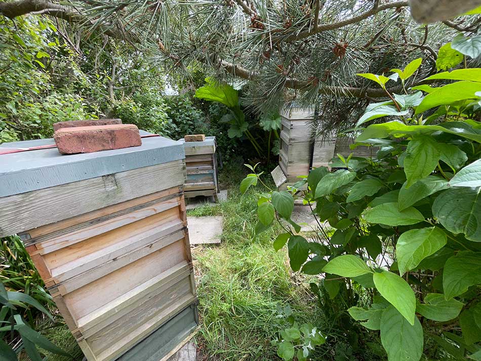 Apiary Manipulations - A Simple Life of Luxury
