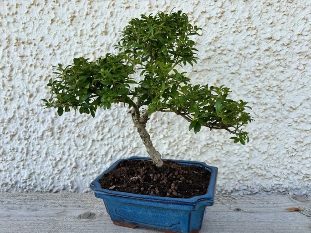 A New Bonsai and a Weekend in the Garden - A Simple Life of Luxury