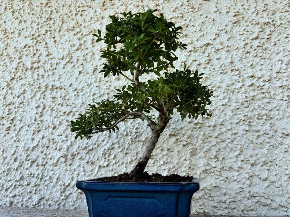 A New Bonsai and a Weekend in the Garden - A Simple Life of Luxury